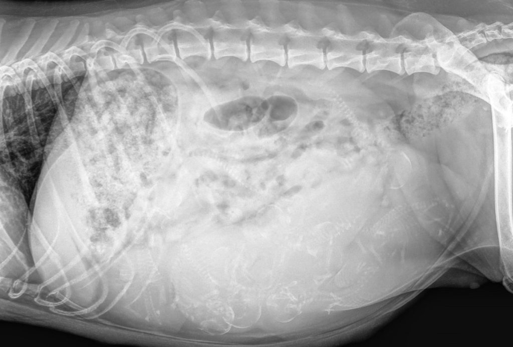 Dracht en bevalling van de hond - De Klomp Dierenartsen